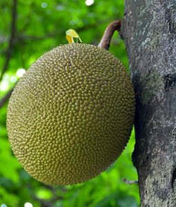 La versatilidad del jackfruit en la cocina plant-based | Cultura Vegana